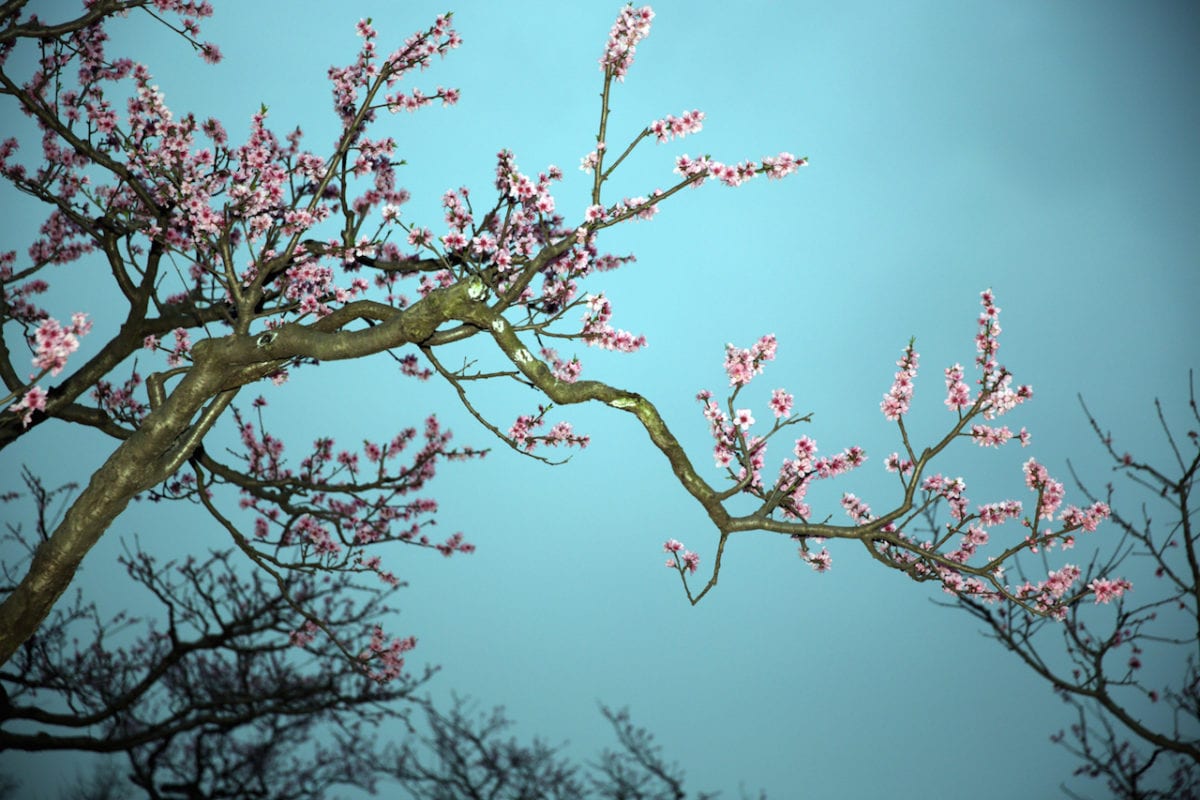 Feng Li's feted first book White Night - 1854 Photography