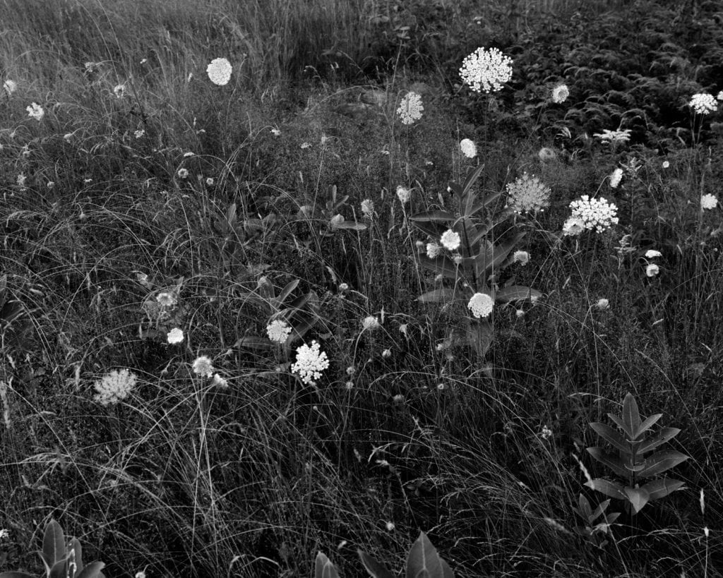 Q&A: Paul Thulin's Pine Tree Ballads - 1854 Photography