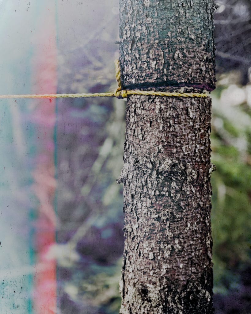 Q&A: Paul Thulin's Pine Tree Ballads - 1854 Photography