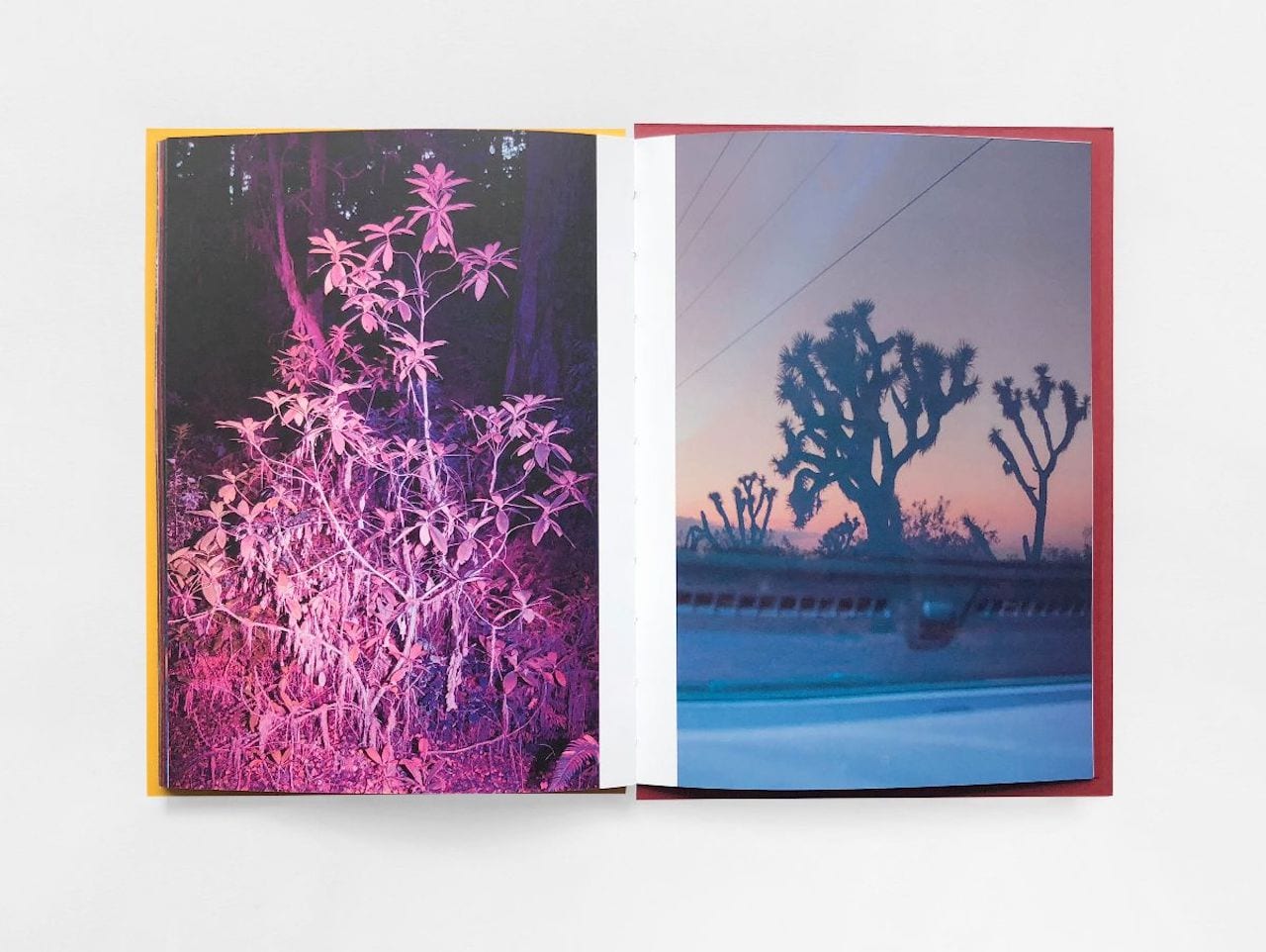 Red Orange by Delaney Allen - 1854 Photography