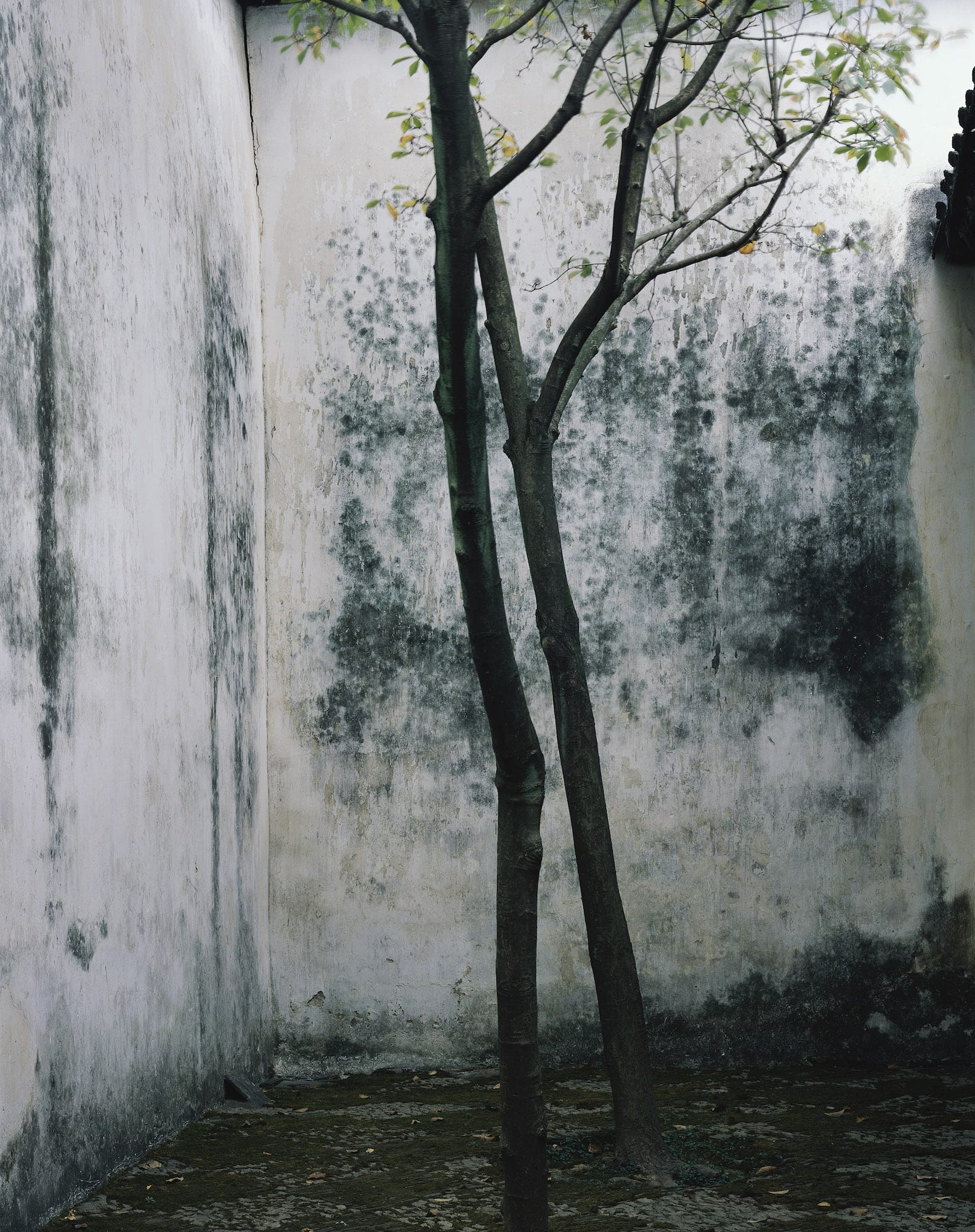 Hélène Binet: "Limitations are stimulation for creativity” - 1854 ...