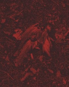 The auras of Michael Swann's photographs envelop us - 1854 Photography