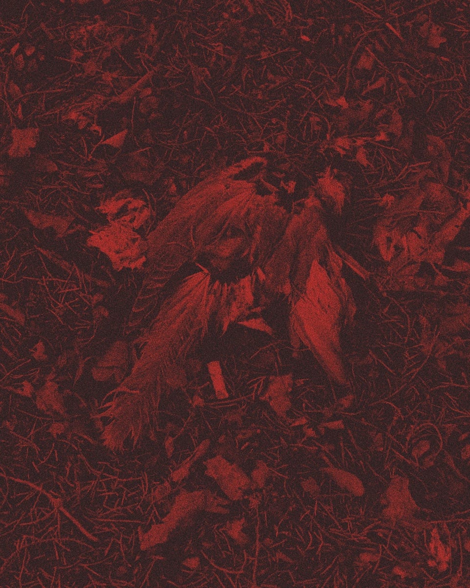 The auras of Michael Swann's photographs envelop us - 1854 Photography