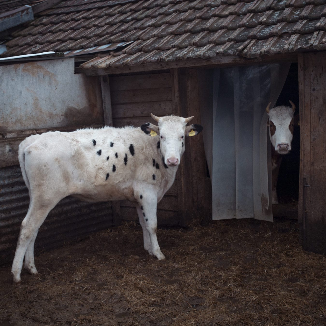 An objective window into the history and present of small-scale Alpine ...