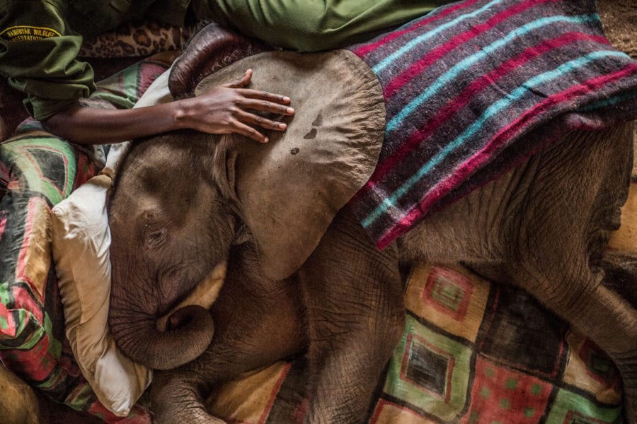 Ami Vitale on the role of photography in conservation | 1854 Photography