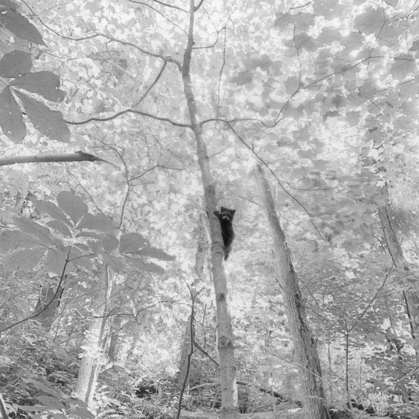 Jesse Lenz depicts childhood freedom and serenity amongst nature - 1854 ...