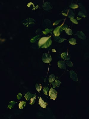 Robbie Lawrence and the magic of a secluded botanical garden