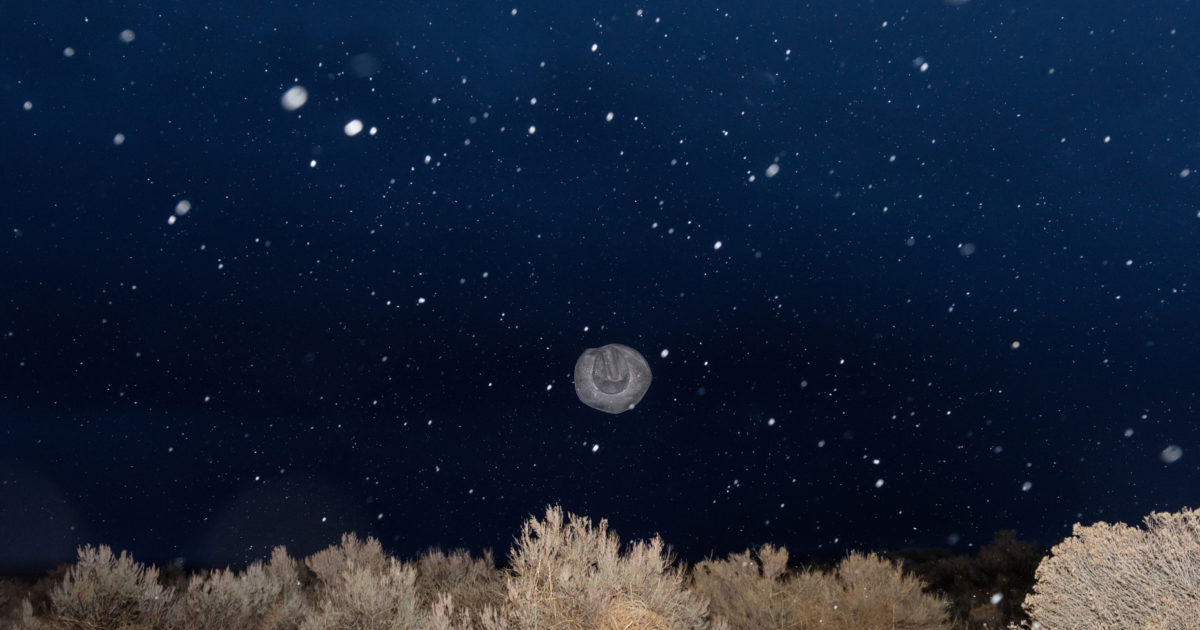 Garrett Grove’s ambiguous outlook on America’s cultural tensions - 1854 ...