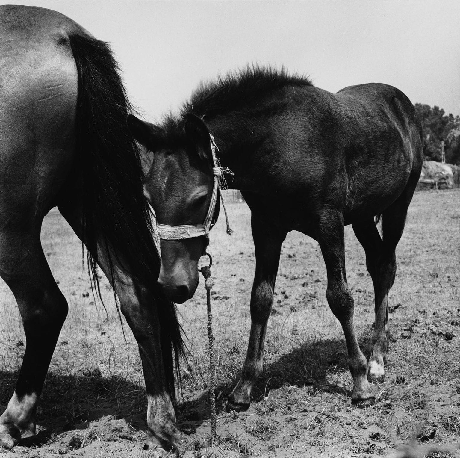 Moyra Davey channels Peter Hujar in The Shabbiness of Beauty - 1854 ...