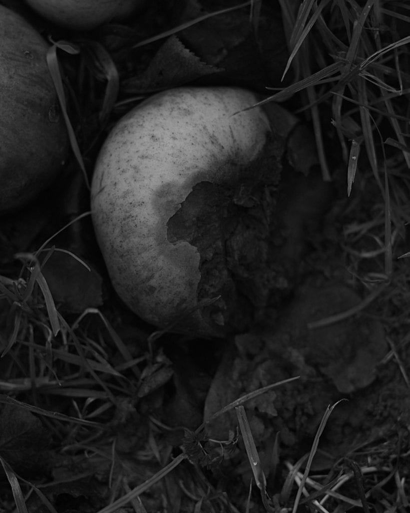 Apples taste blue to me: Harry Flook challenges our intuitive ...