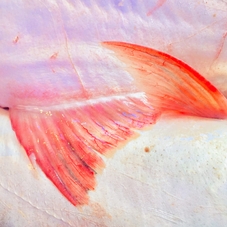 Ones to Watch 2021: Md Fazla Rabbi Fatiq - 1854 Photography