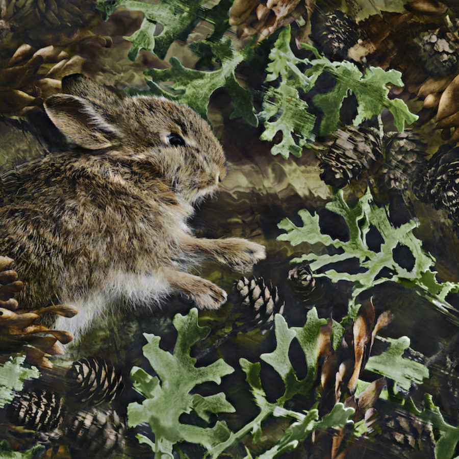 Introducing 1854’s Fast Track Vol. 2 winners: Jessica Ledwich, Susan ...