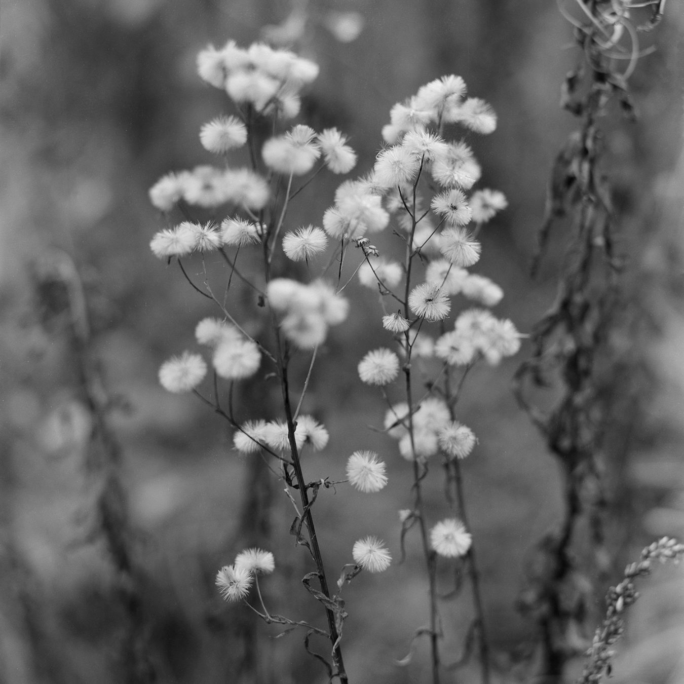 Siqi Li ruminates on themes of loss and separation - 1854 Photography