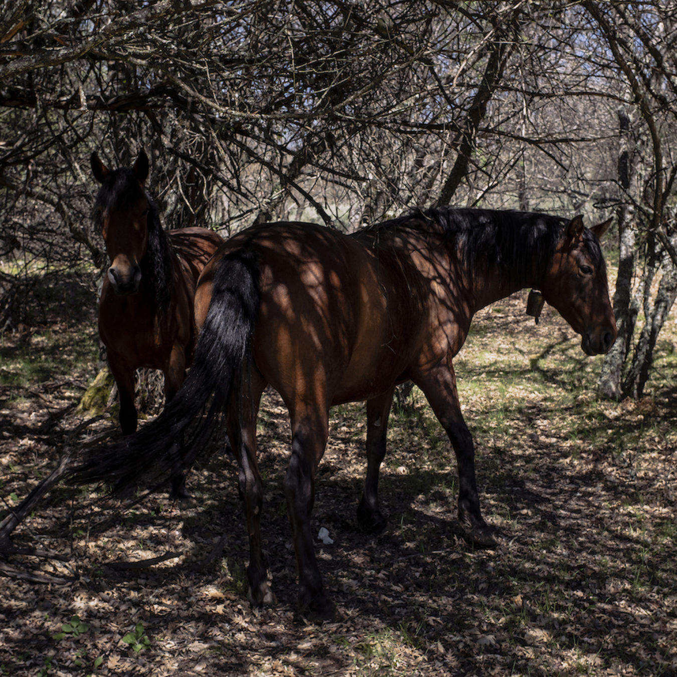Ameena Rojee finds new meaning in walking along the Camino de Santiago ...