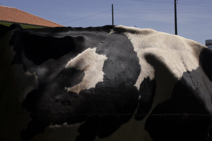 Ameena Rojee finds new meaning in walking along the Camino de Santiago ...