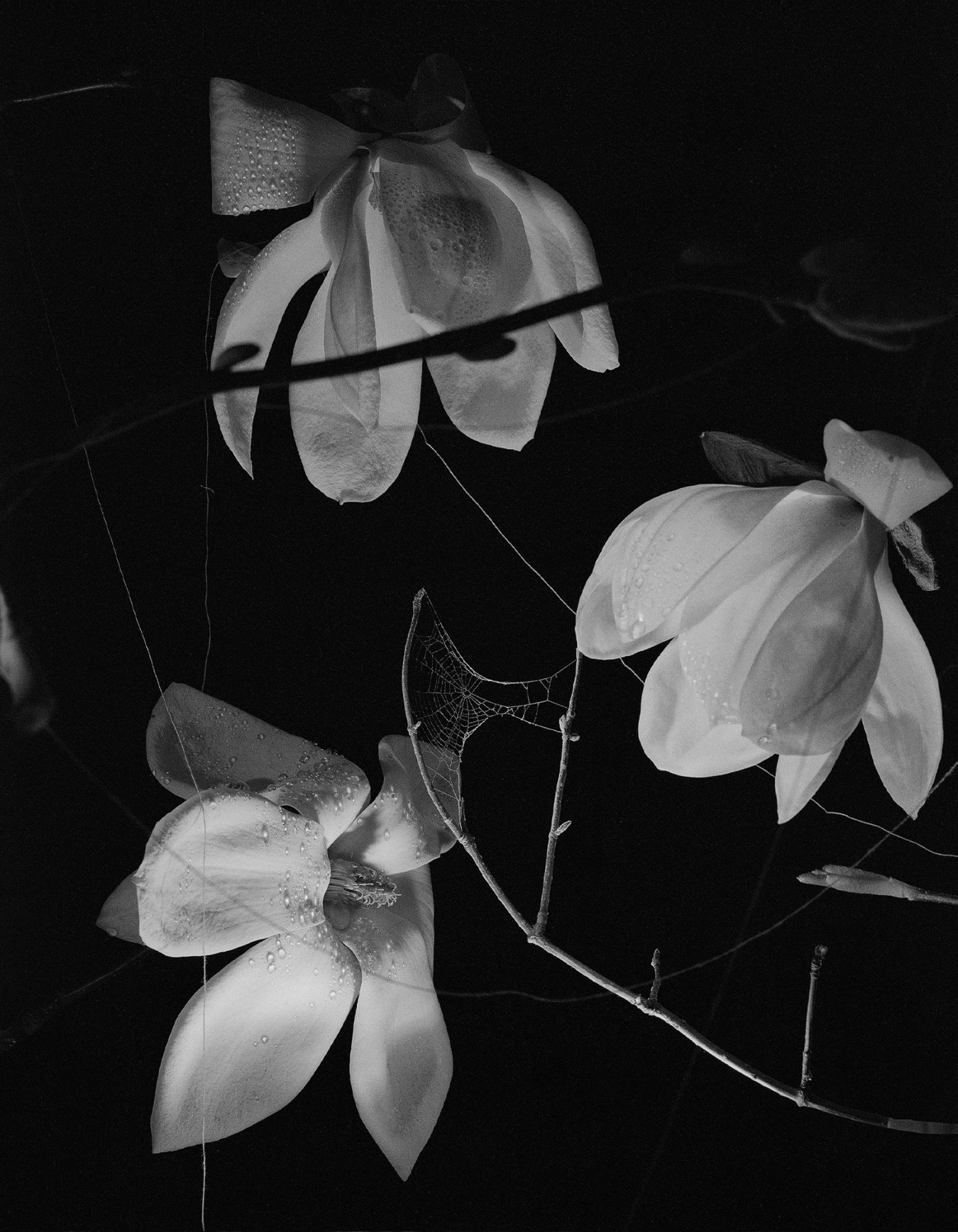 Wish you were here: Love and loss in photography - 1854 Photography