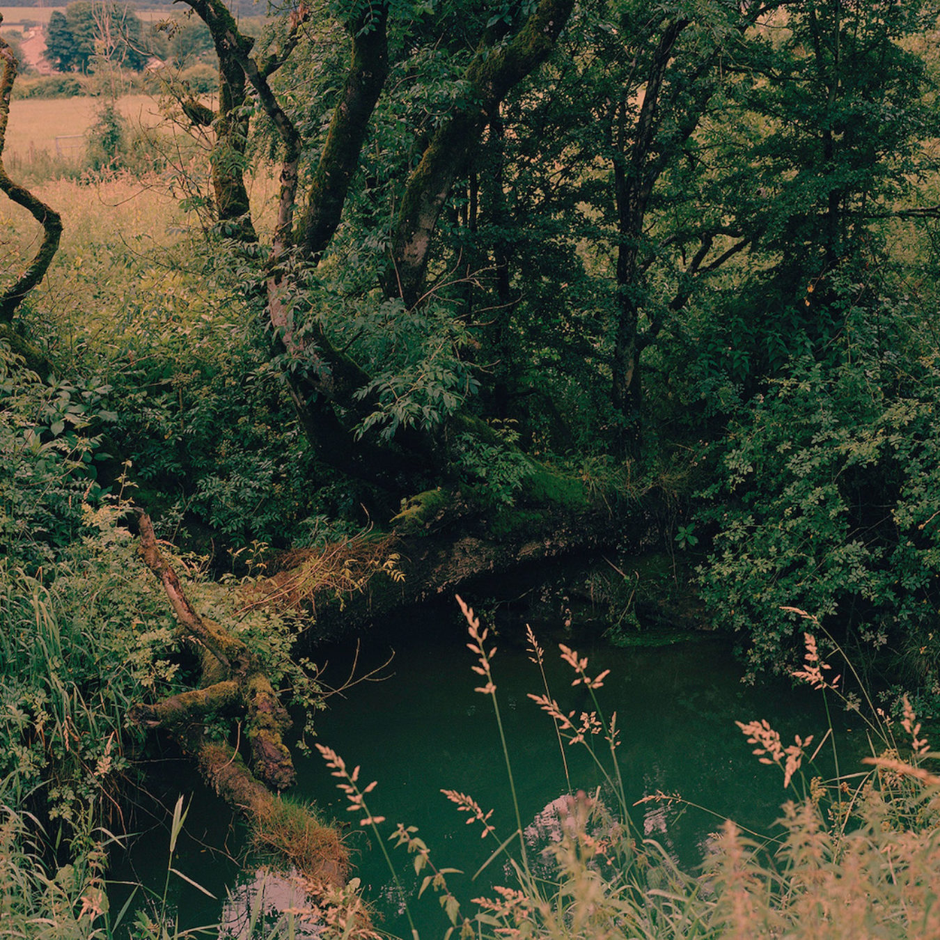 Max Ferguson navigates the memoir and fiction through image and text in ...