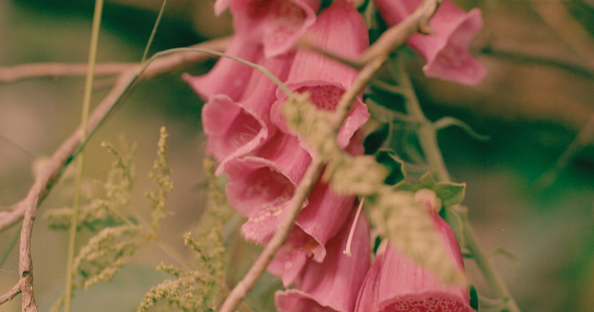 Max Ferguson navigates the memoir and fiction through image and text in ...