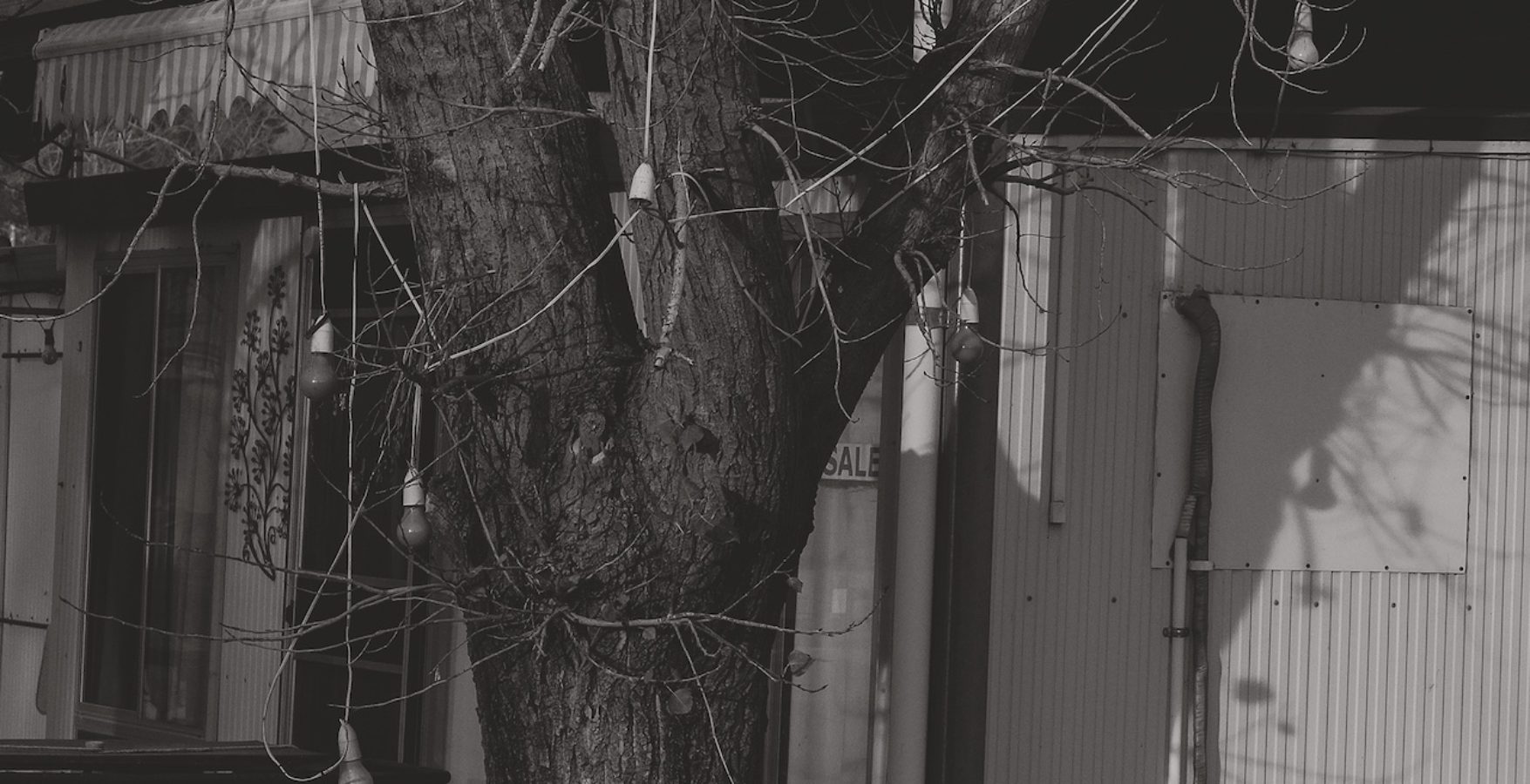 James Bugg investigates ecological decay in Australia - 1854 Photography