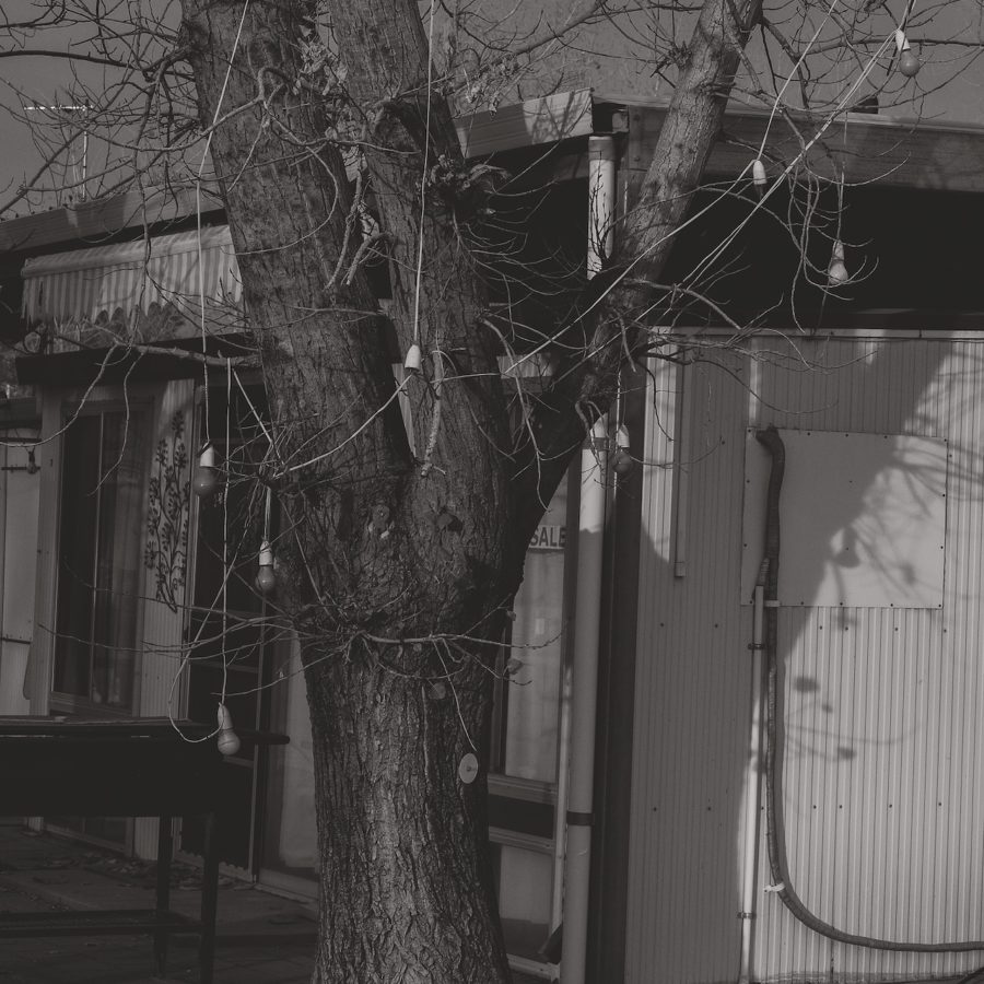 James Bugg investigates ecological decay in Australia - 1854 Photography