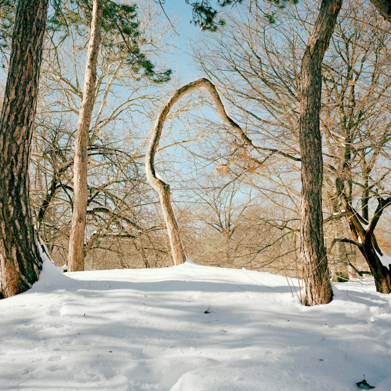 Capturing Central Park’s vibrant community, Scott Rossi illustrates the ...