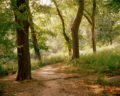 Capturing Central Park’s vibrant community, Scott Rossi illustrates the ...