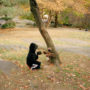 Capturing Central Park’s vibrant community, Scott Rossi illustrates the ...
