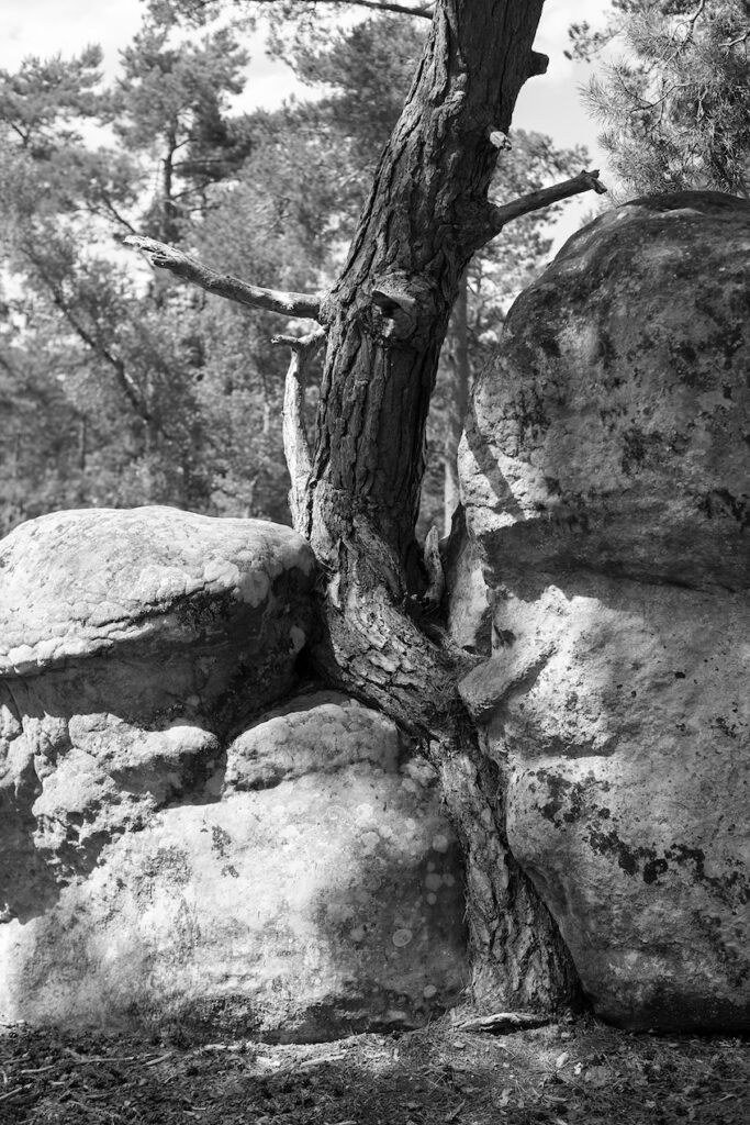 Inside the “surreal ecosystems” informed by a depersonalisation ...