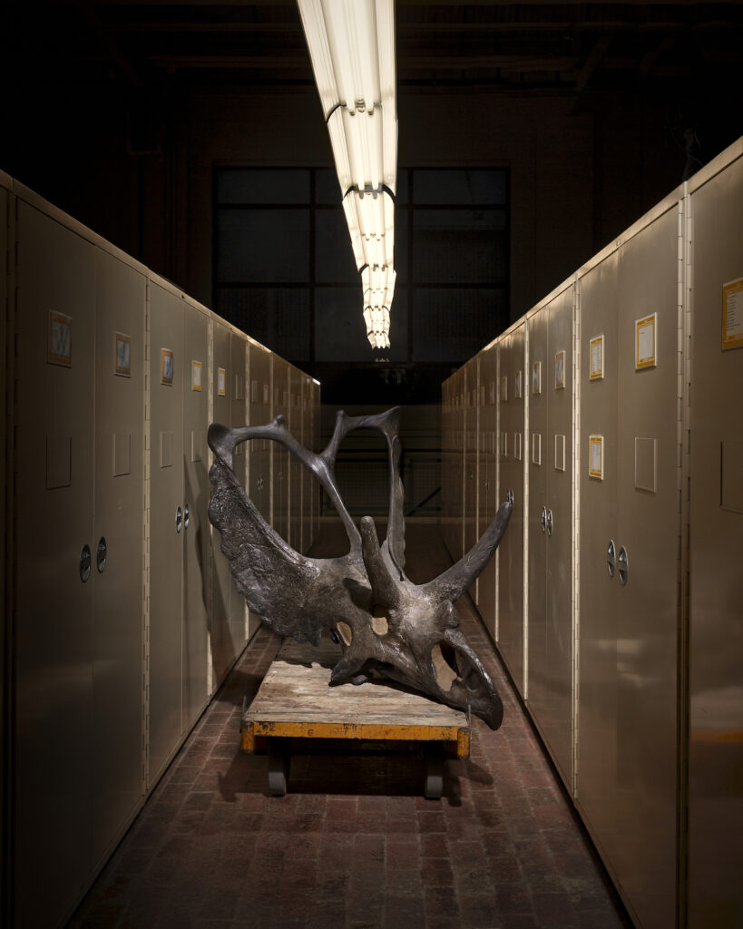 Sarah Wilson combines photography and palaeontology to evoke deep ...