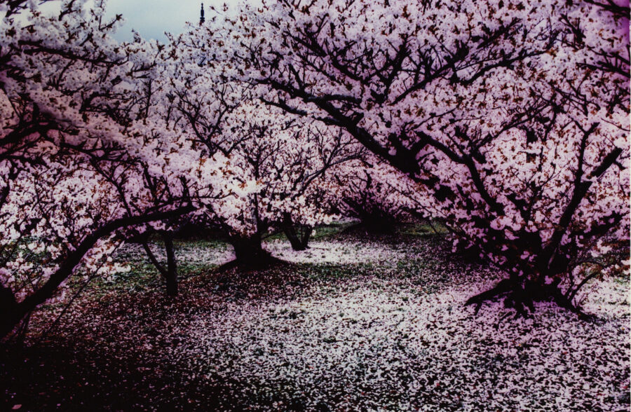 On Location: A photographer's guide to Kyoto - 1854 Photography