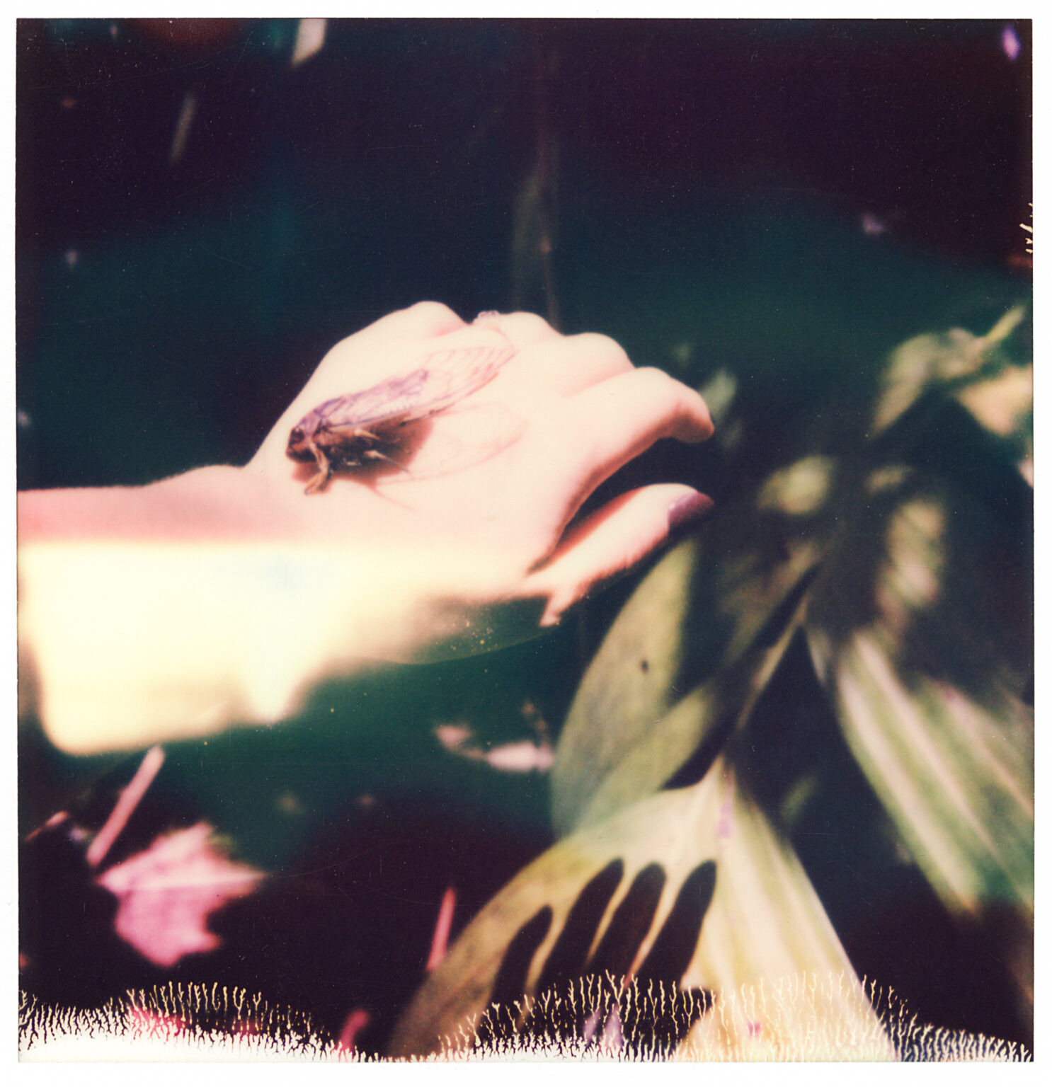 Nature and identity in the work of Teva Cosic - 1854 Photography