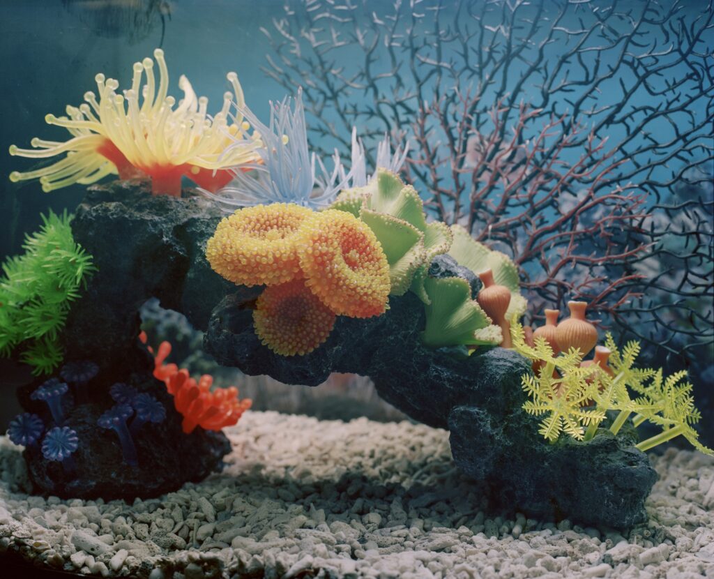 National Parks in Glass Cases: Zed Nelson photographs the illusions at ...