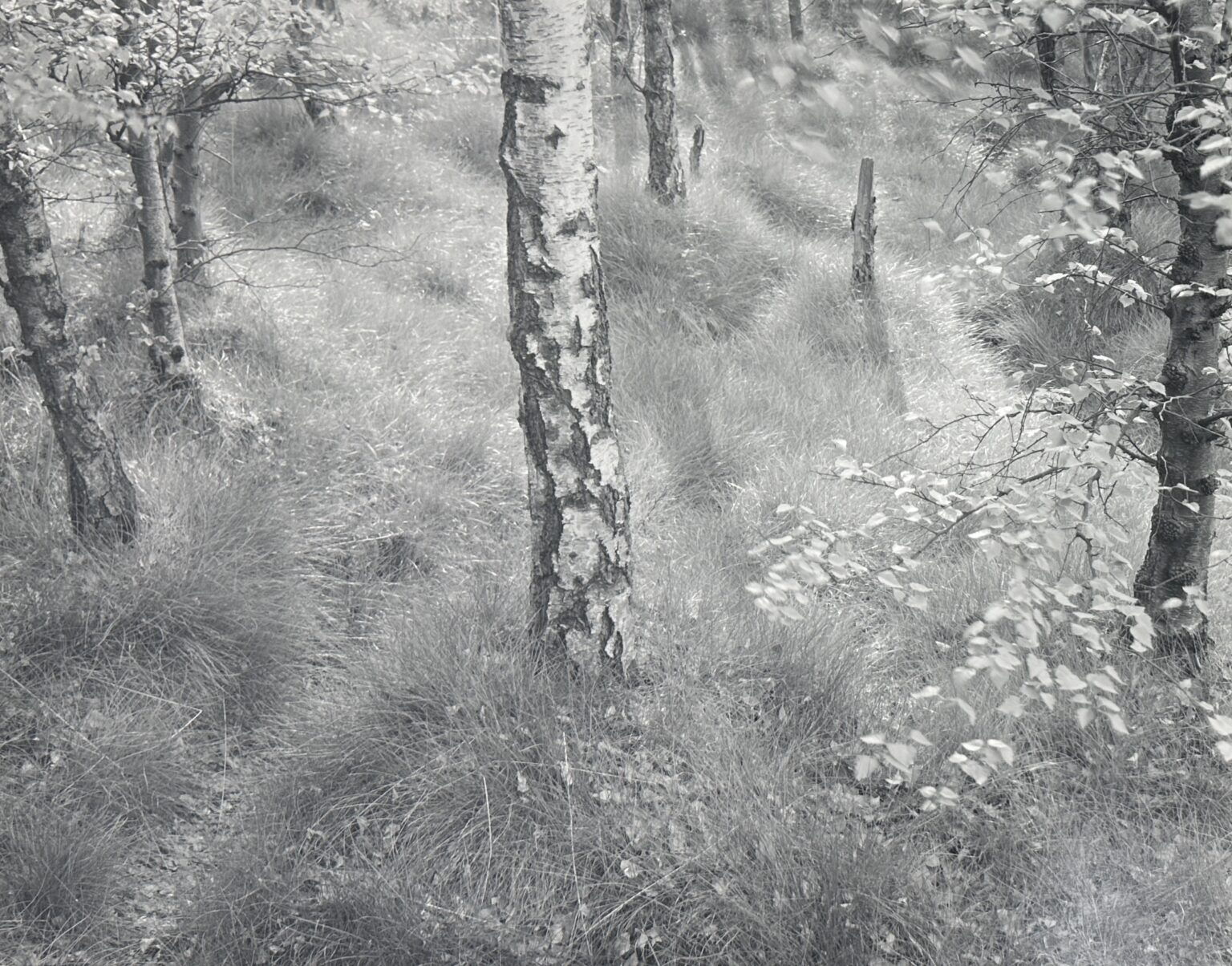 A tribute to John Blakemore (1936-2025) - 1854 Photography