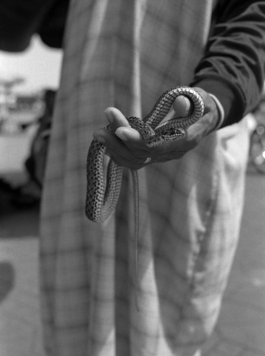 Exile and identity in the portraiture of Amak Mahmoodian - 1854 Photography