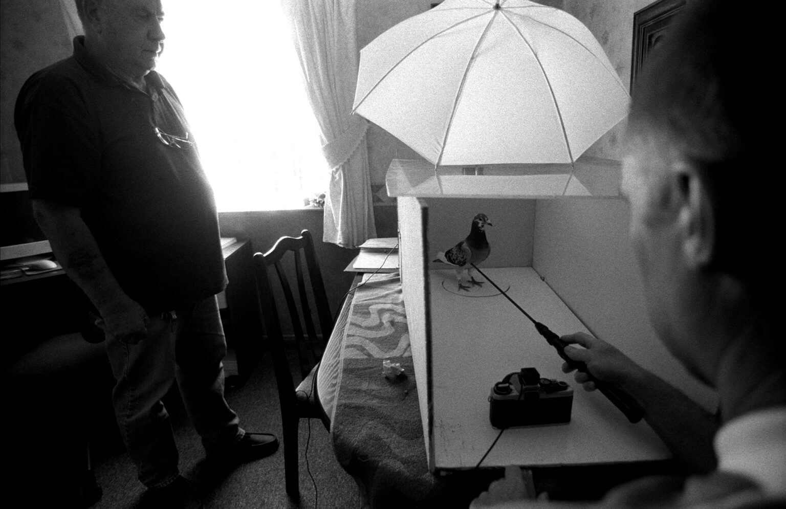 Birdmen: The last flight of a working-class tradition - 1854 Photography