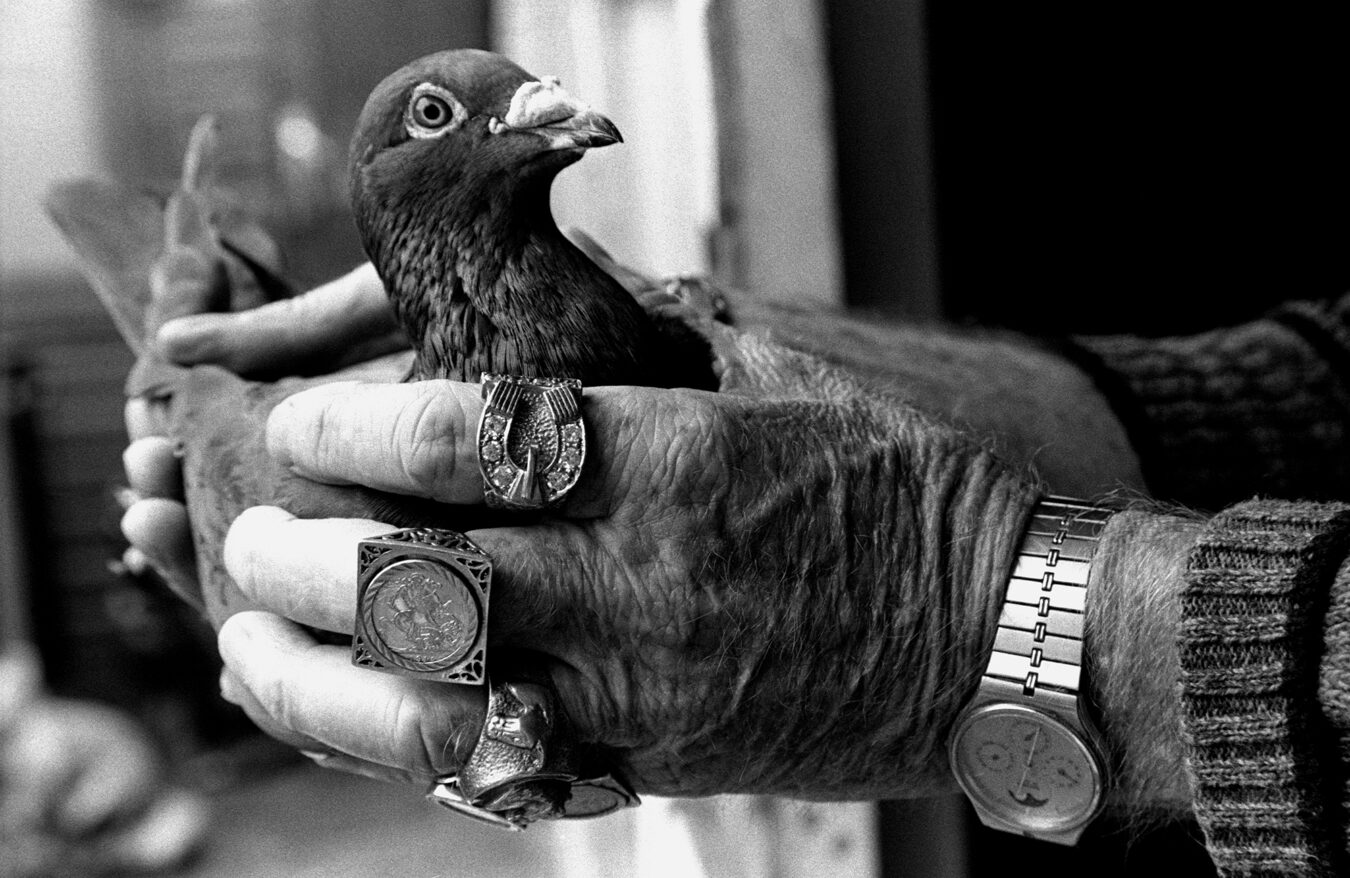 Birdmen: The last flight of a working-class tradition - 1854 Photography